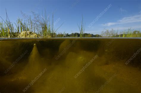 Algae Producing Oxygen Stock Image C0410528 Science Photo Library