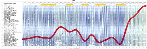 Adm Gene Genecards Adml Protein Adml Antibody