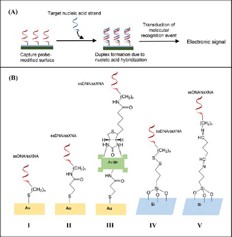 A Basic Experimental Design For Nucleic Acid Sensing B Different