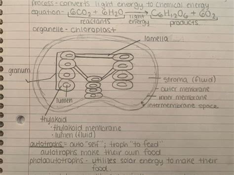Photosynthesis Flashcards Quizlet