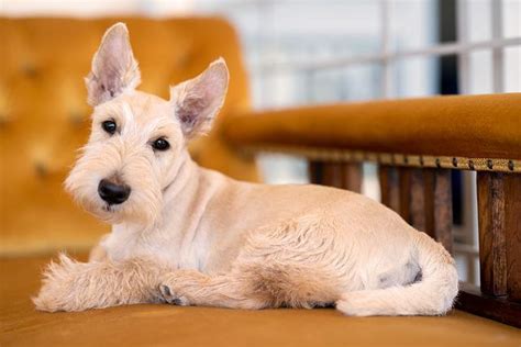 Scottish Terrier Corgi Mix