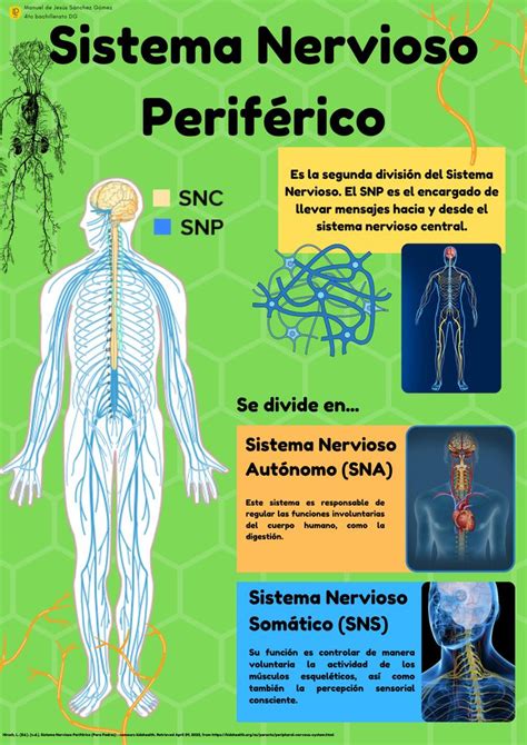 Sistema Nervioso Periférico Sistema Nervioso Maqueta Del Sistema Nervioso Sistema Nervioso
