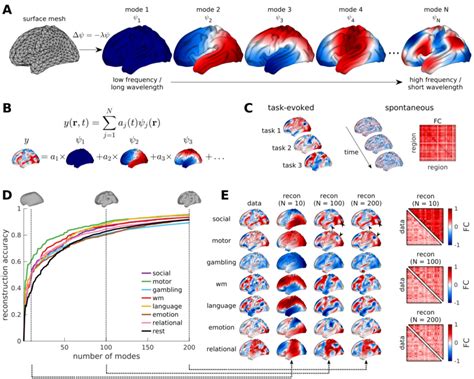 Eigenmodes Of Cortical Geometry As A Compact Representation Of Download Scientific Diagram
