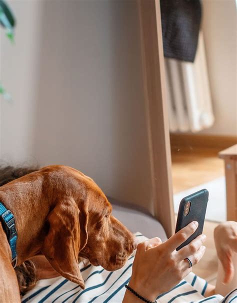 Dog Tooth Abscess Symptoms And Treatment Options Petlab Co