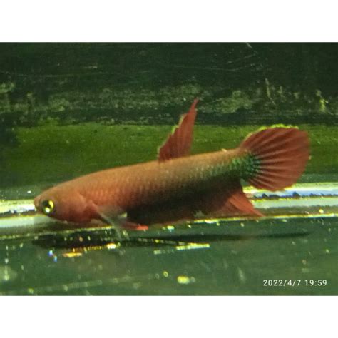 Jual Betta Sp Jade Sepair Shopee Indonesia