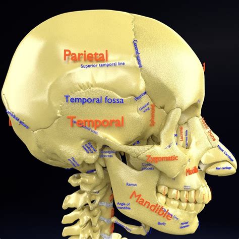 Human Skeleton Set Complete Separable Labelled Bone Names Parts 3d