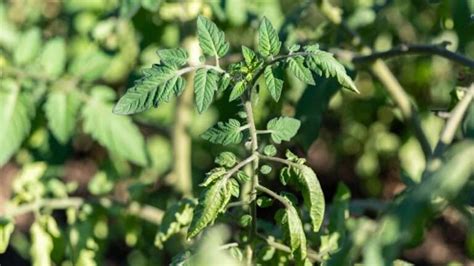 Signs Of Bacterial Wilt In Vegetables Early Detection Guide