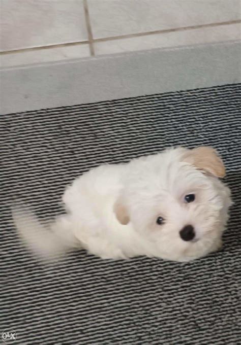 Mini Maltezer Psi I Štenad Olx Ba