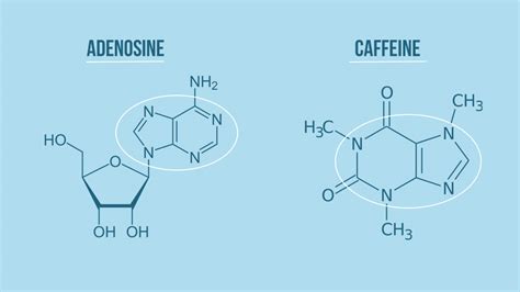 How Caffeine And Weed Interact