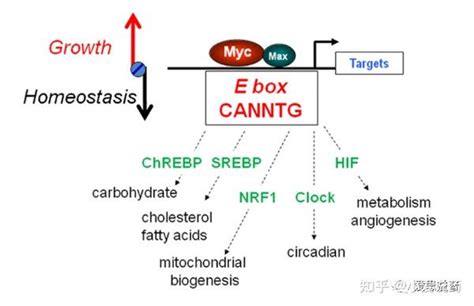 《普创新》全面助力新药研发，挑战“不可成药”靶点之 C Myc 知乎