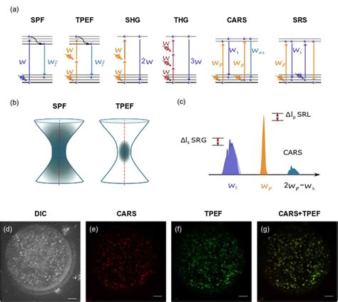 Nonlinear Microscopy Modalities A Diagrams From Left To Right For