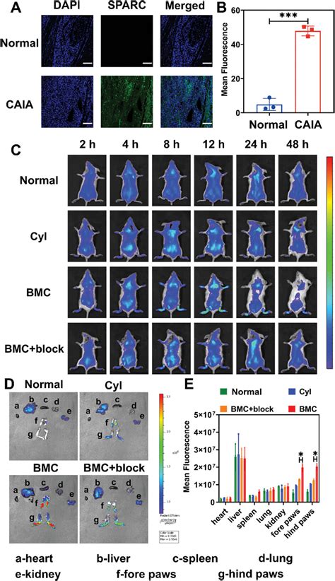 Dual Targeting Biomimetic Carrier‐free Nanosystems For Photo