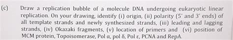 [solved] C Draw A Replication Bubble Of A Molec