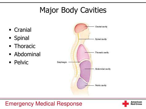 Ppt The Human Body Powerpoint Presentation Free Download Id 4424917