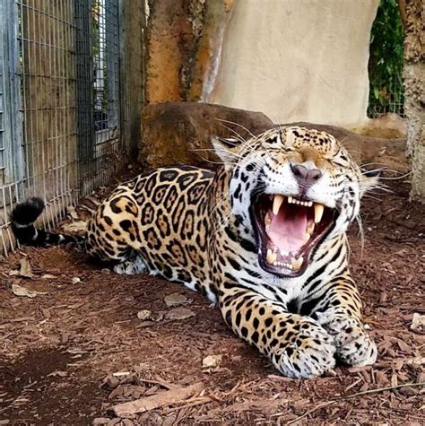 Albino Jaguars