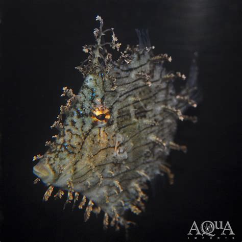 Tassle Filefish Chaetodermis Penicilligerus Aqua Imports