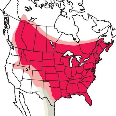 Eastern Kingbird Audubon Field Guide