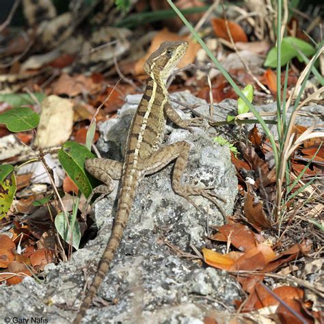 Brown Basilisk Basiliscus Vittatus