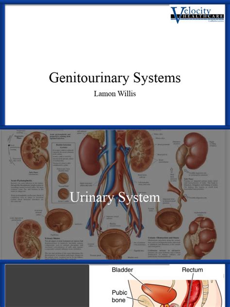 Genitourinary Systems Pdf Human Body Uterus