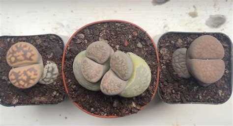 My Collection R Lithops