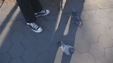 Scared Birds  By Sidetalk Find And Share On Giphy