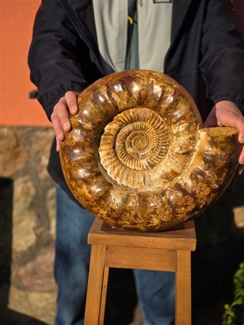 Ammonite Fossilised Shell Huge 14kg Perisphinctes 35 Cm Auction Online Catawiki