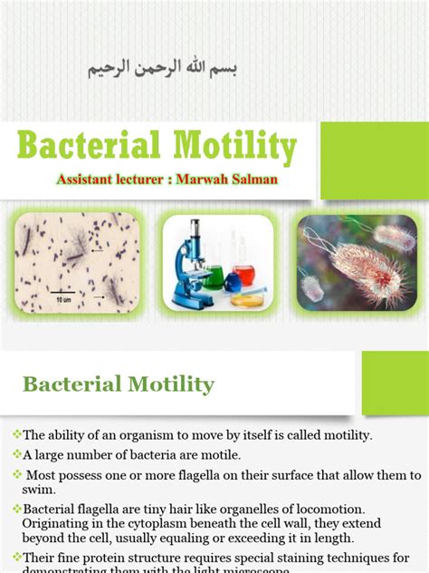 Bacterial Motility Pdf Bacteria Staining