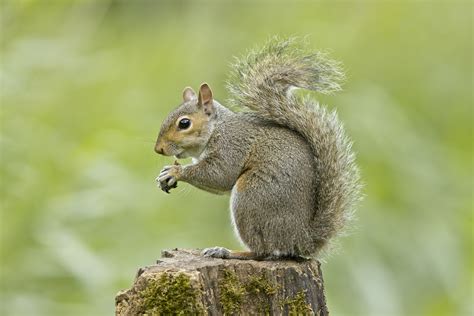Squirrels To Be Given Contraception To Help Reduce Numbers Trendradars