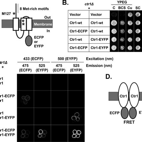 Ctr1 Mutant Defective In Copper Uptake Enhances Cellular Accumulation