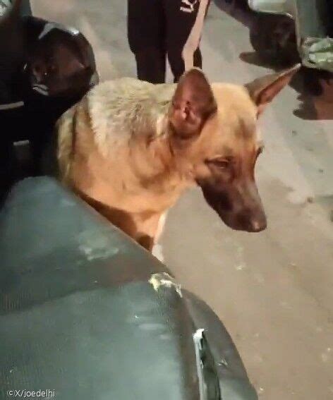 주인이 스쿠터에 태워 버리고 가자다른 스쿠터 위에서 기다린 개 혹시 이걸 타면 네이트뷰