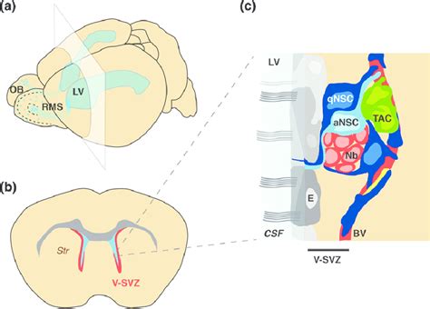 Subventricular Zone