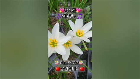 너도샤프란 박서진 미스터로또 장구의신 박서진길 서진이네건어물 별아별아 닻별 Shorts Youtube