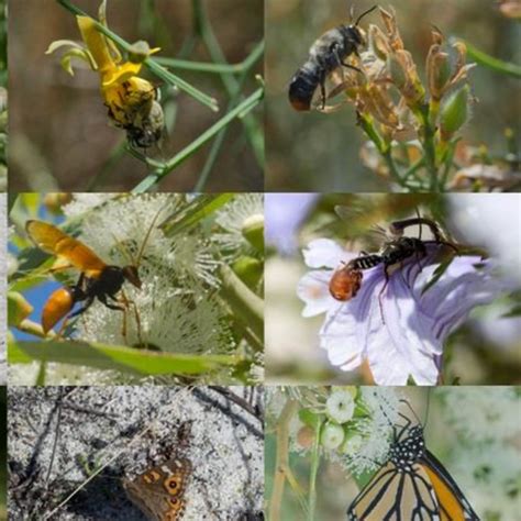 meta album insects dataset mini 2022 03 01 kaggle