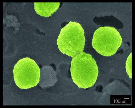 Prochlorococcus Wikipedia