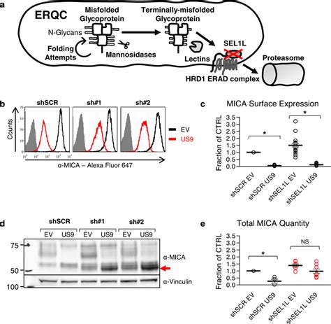 Sel1l Is Required For Us9 Mediated Mica 008 Degradation A Schematic Download Scientific Diagram