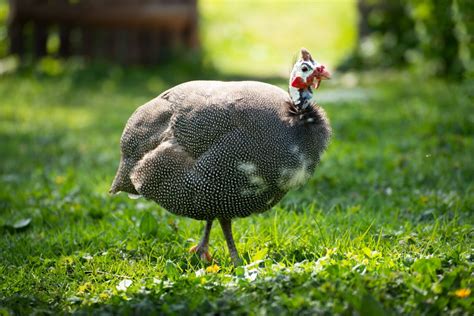 What Do Guineas Eat A Guide To Guinea Fowl Diet