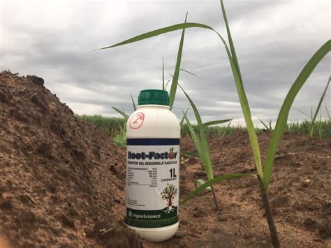Agroscience ¿sabías Que Root Factor Es Un Enraizador