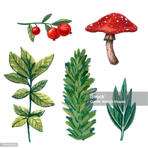 숲 버섯 열매 및 식물의 귀여운 구아슈 그림 손으로 그린 고립 된 객체 만화 스타일 식물 요소 숲 걷기 가을 수확 수채화 식물과