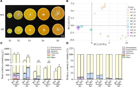 Figure 1 From Volatile Metabolomics And Transcriptomics Analyses Provide Insights Into The