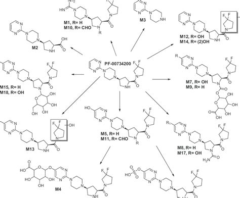 Proposed Biotransformation Pathways Of Pf 00734200 Download