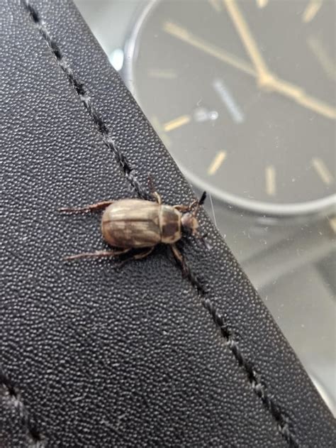 Id Request R Whatsthisbug