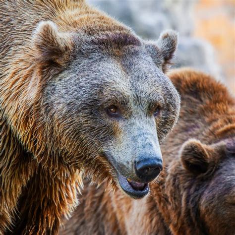 Close Up Head Shot Of Brown Grizzly Bear Stock Image Image Of Park Grizzly 33671821