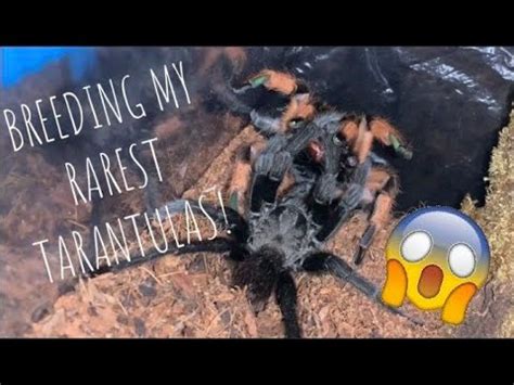Super Rare Tarantulas Breeding Aphonopelma Moderatum Rio Grande Gold