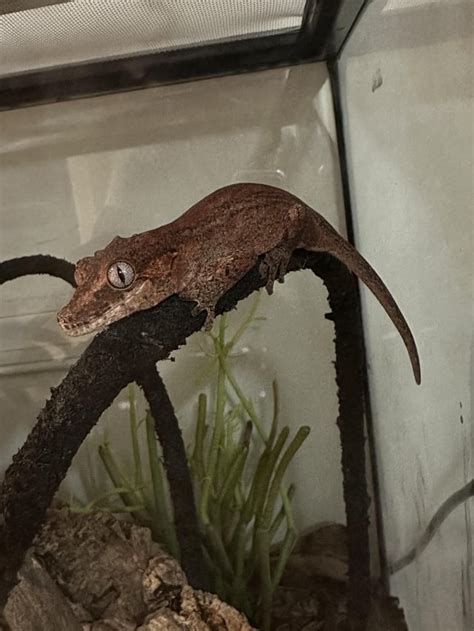 Tell me what I am doing wrong please : r/GargoyleGeckos