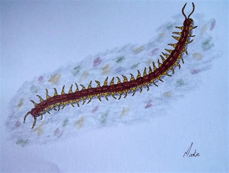 A Pretty Talent Blog How To Draw A Centipede