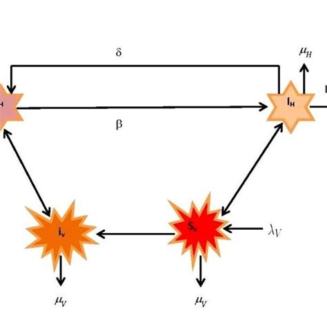 Compartmental Diagram Of The Model System 2 Download Scientific Diagram