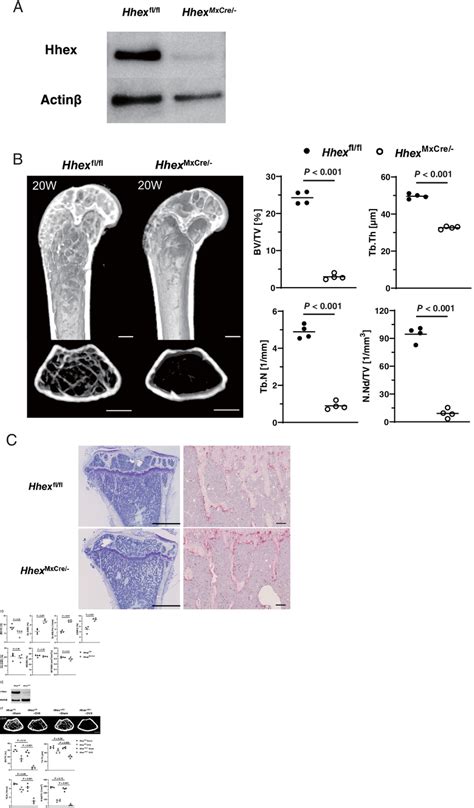 Low‐bone‐mass Phenotypes Induced By Hhex Deletion A Immunoblot