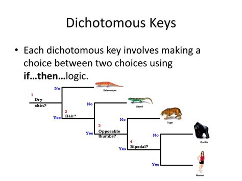 PPT Dichotomous Keys PowerPoint Presentation Free Download ID 2144474