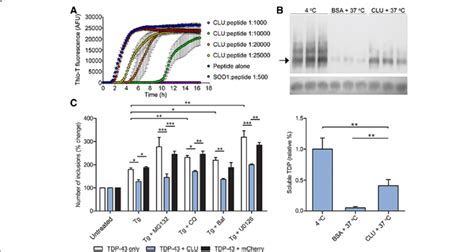 Clu Inhibits Tdp 43 Aggregation And Reduces The Number Of Tdp 43 Gfp Download Scientific