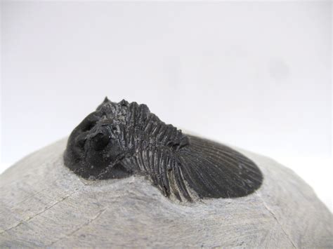 Trilobites For Sale Scutellum 2 Fossils For Sale
